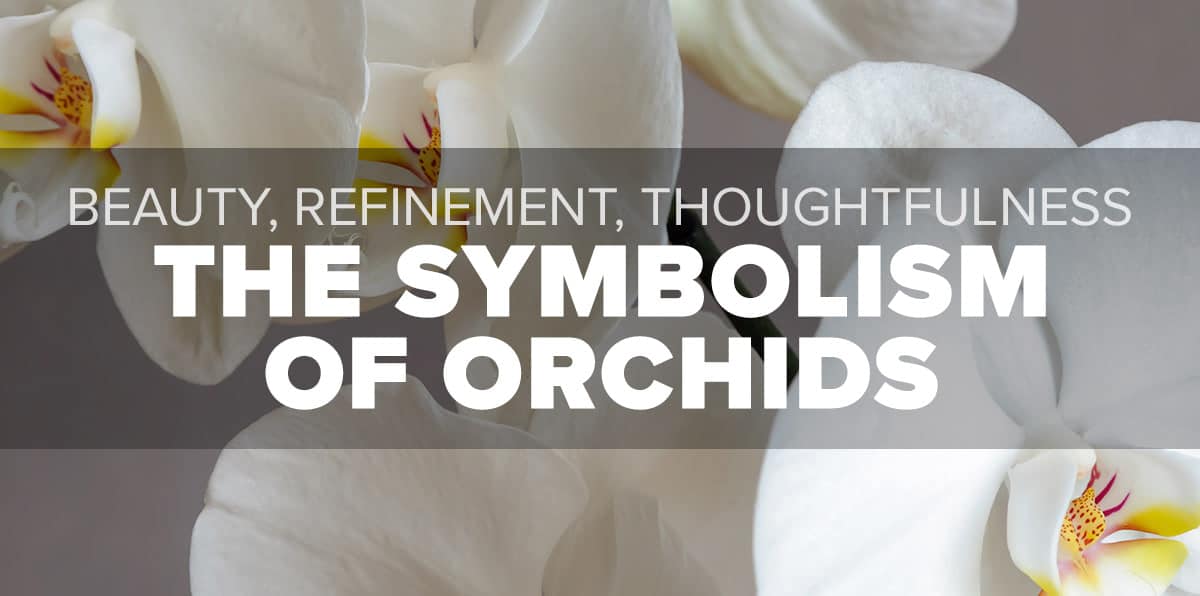 ALLURING SYMBOLISM OF ORCHIDS