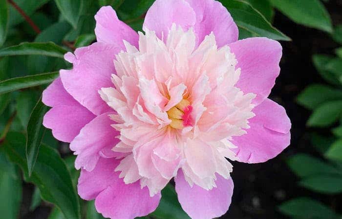 Guide to Peonies – French Florist