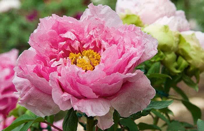 Guide to Peonies – French Florist