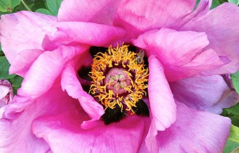 Guide to Peonies – French Florist